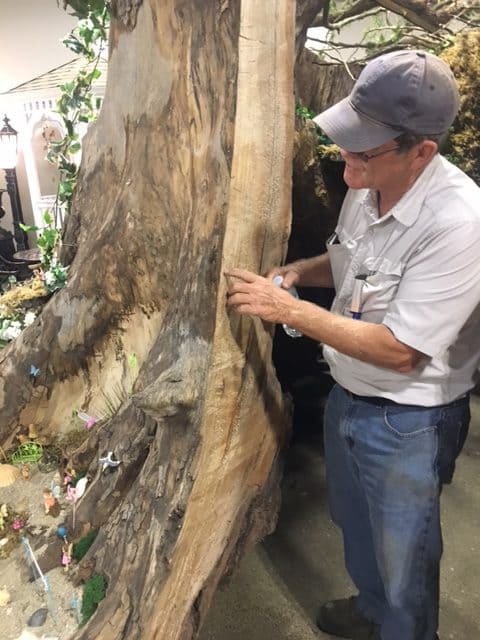 Huge tree stump in Warsaw could house world's largest fairy garden ...