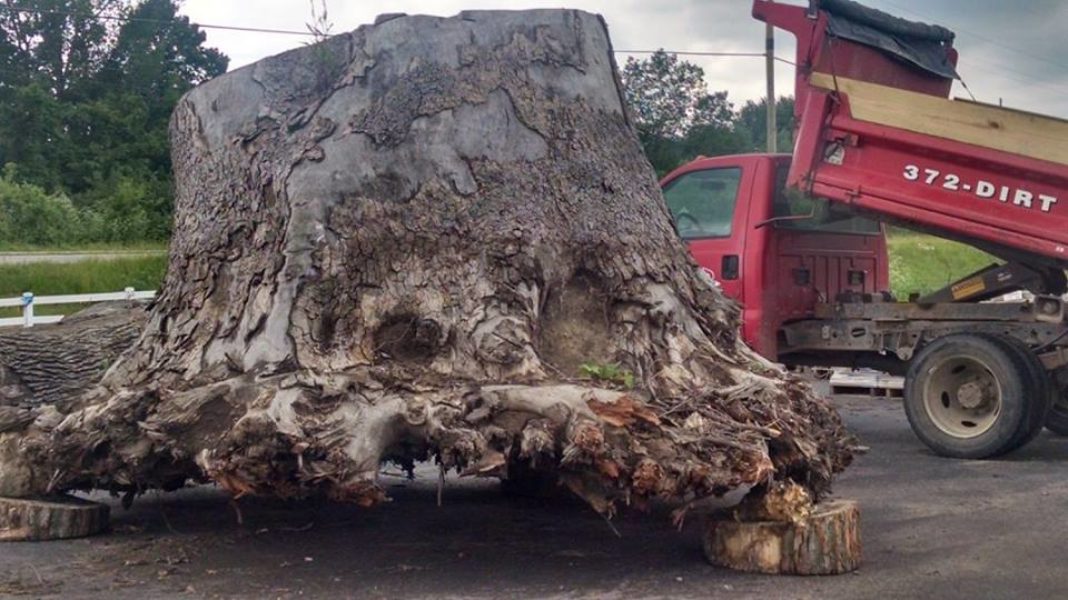 Huge tree stump in Warsaw could house world's largest fairy garden ...