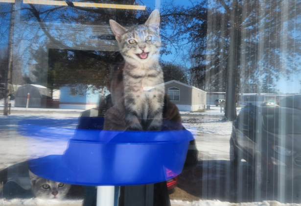 Cat House transition complete; New AWL website will launch soon - News ...